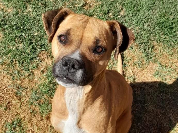 Buscan una familia para uno de los perros judicializados tras el ...